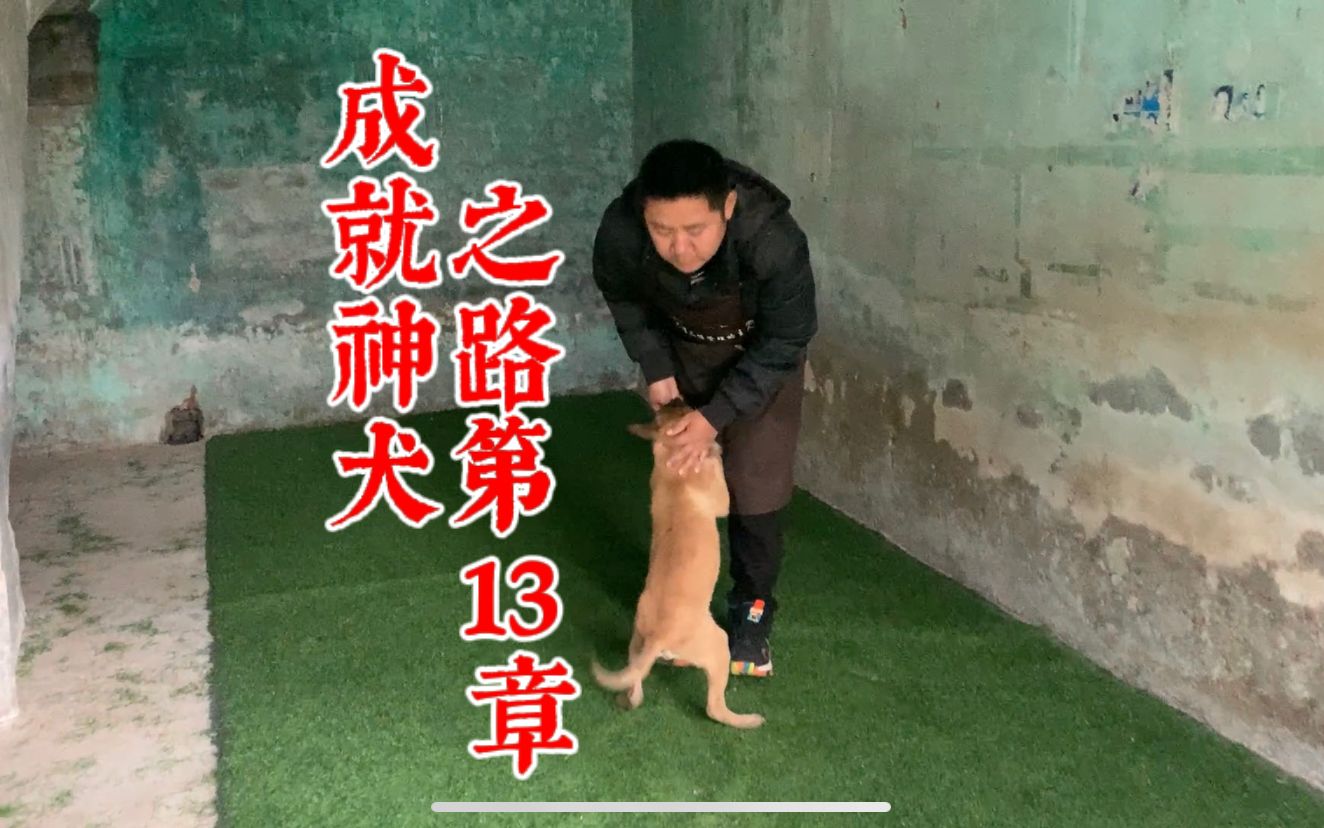 你们没听过的宠物洗澡流程,有的宠物店都不知道,看看有哪些吧