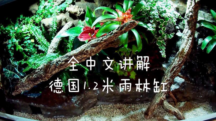 德国1.2米雨林缸造景全过程 中文讲解 第一集
