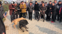 世界上最凶猛的狗咬架,狗市最主要看点就在这,你喜欢看吗