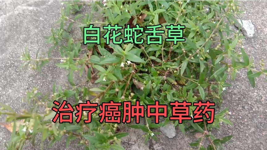 白花蛇舌草,有清热解毒,咽喉痛,肠炎和治疗癌肿功效