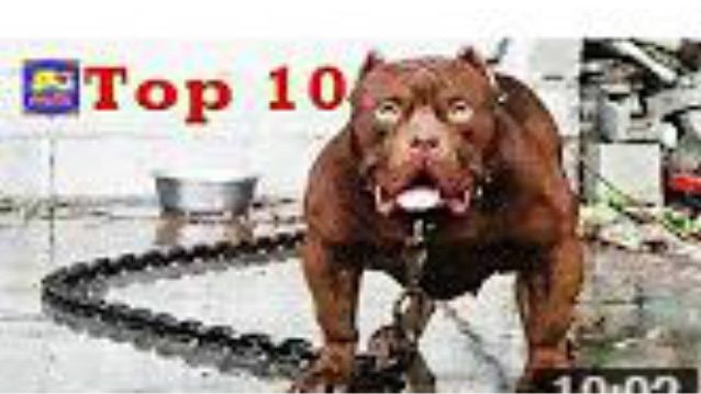 世界十大战斗力最强的狗