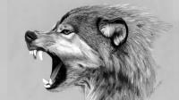 超写实完整版狼铅笔画手绘视频教程