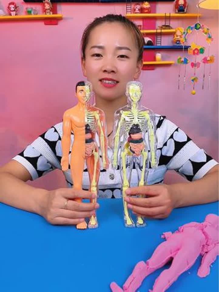拼装人体模型,我们需要把骨骼和内脏都安上 #益智玩具 #人体模型 #儿童