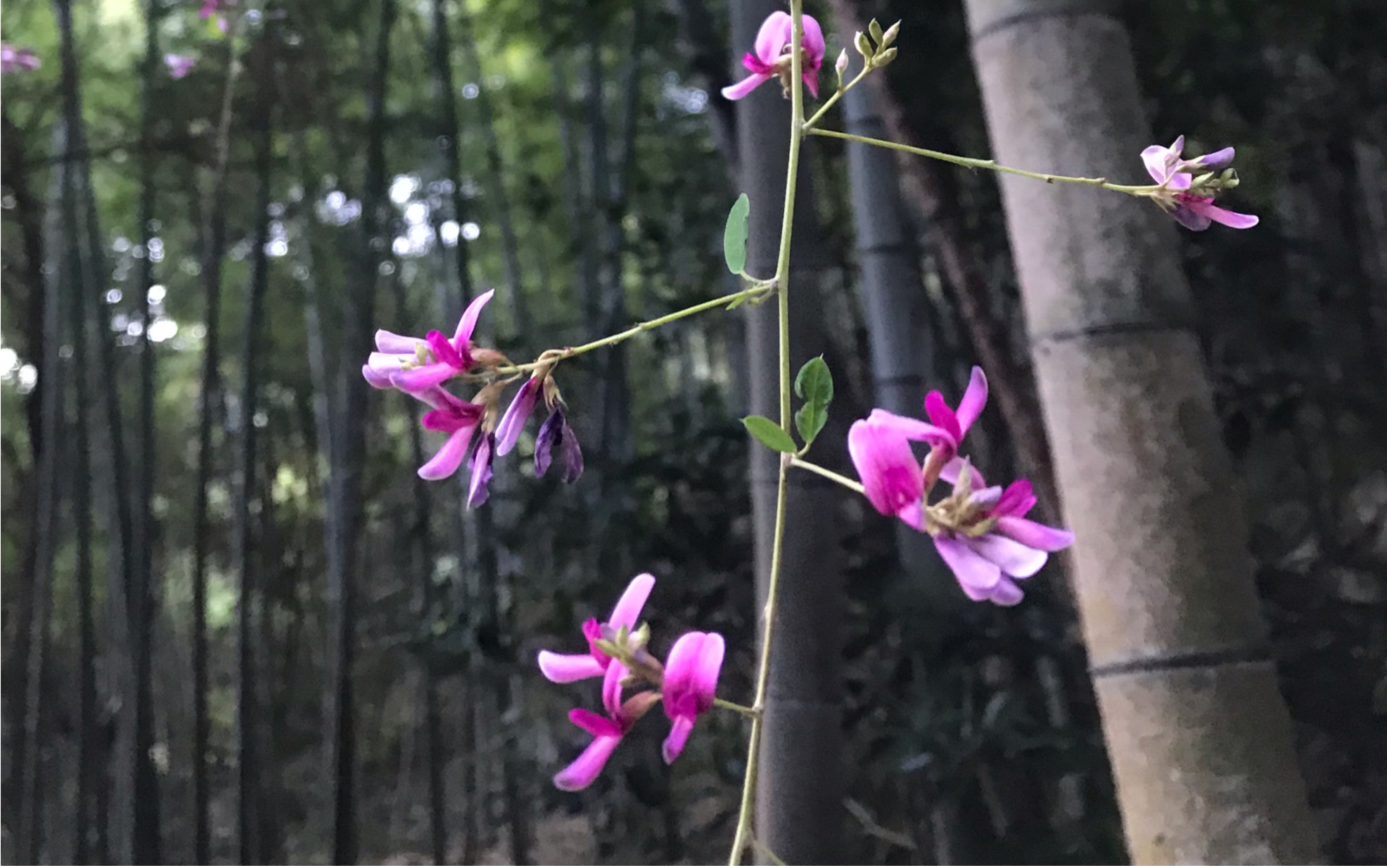 垃圾资源化利用12:松树皮、松针、松果制作养花肥料1