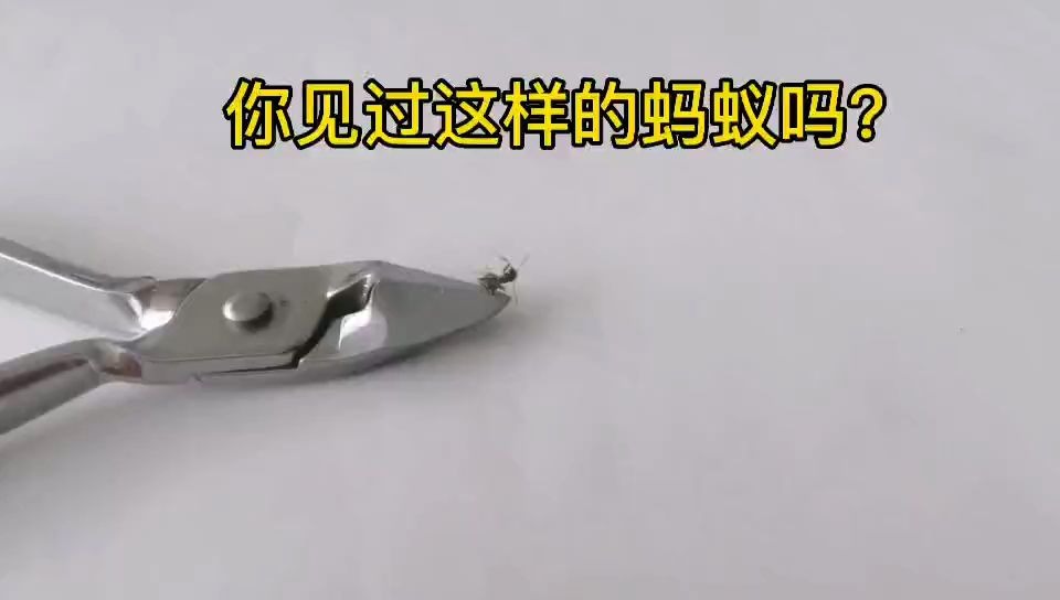 你见过这样的蚂蚁吗?