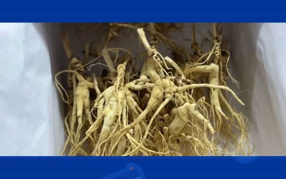 人参低高温烘干设备 详细烘干工艺