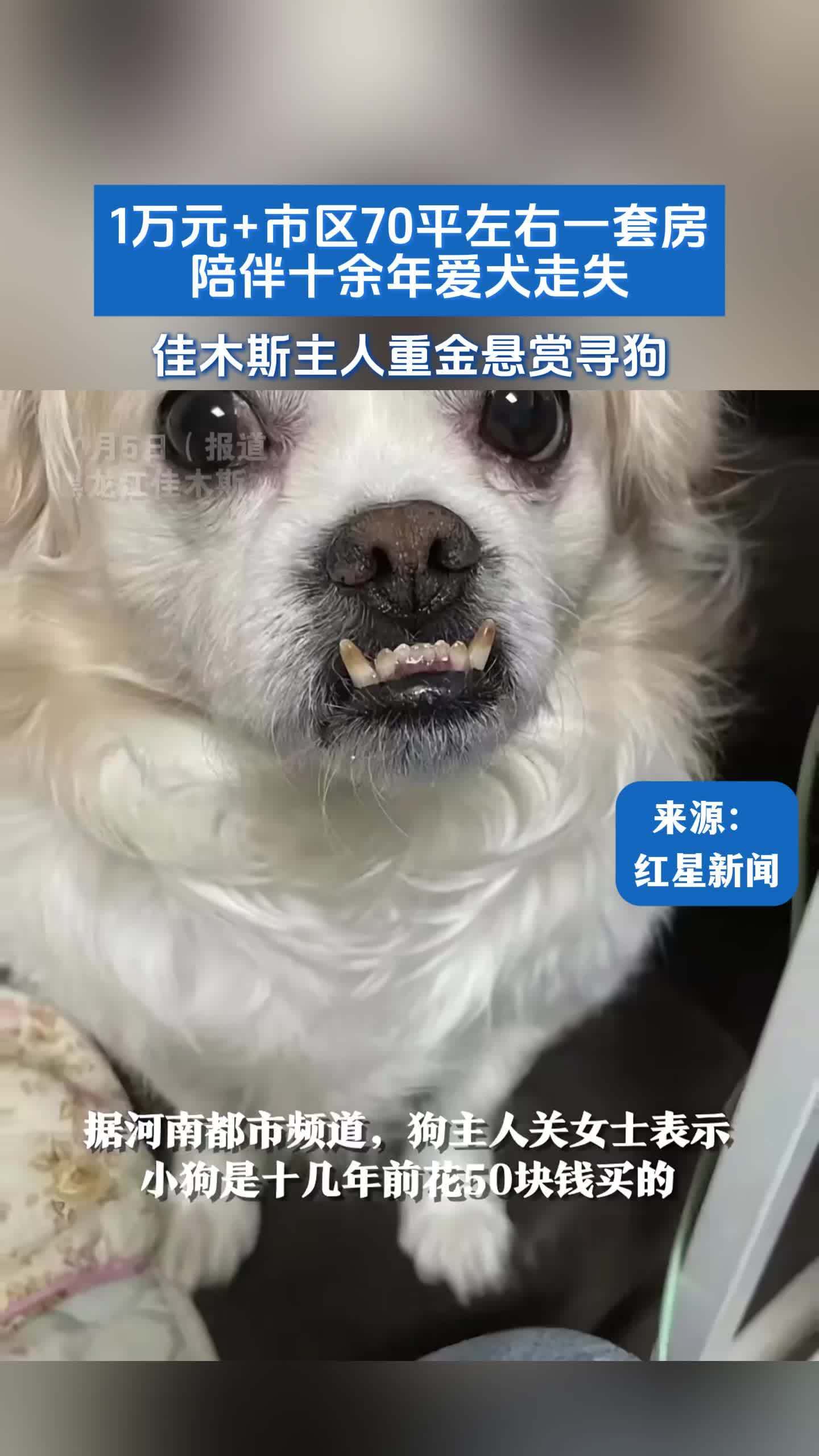 1万元+市区70平左右一套房佳木斯主人重金悬赏寻狗