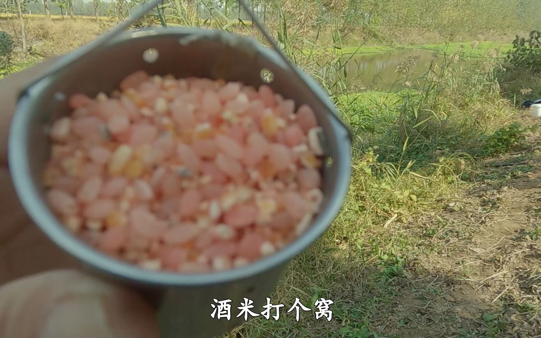 传统钓芡实与水花生缝隙处