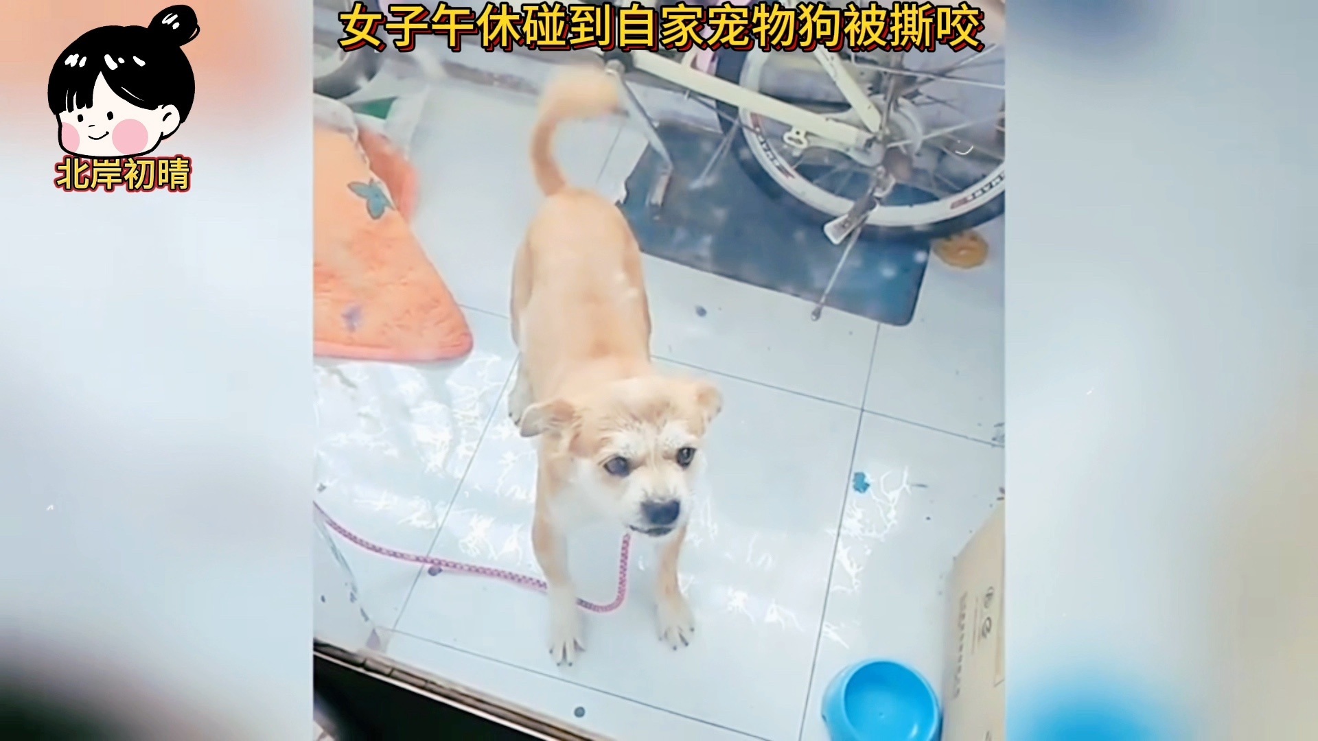 女子午休摸到自家狗狗被撕咬