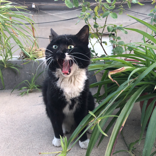 七月半的猫喵喵 