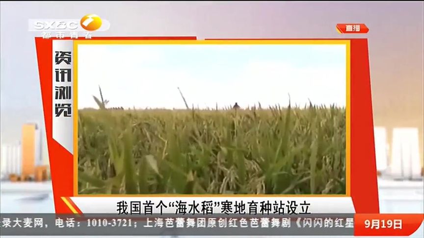 超赞!高寒的东北也要种海水稻了,我国首个海水稻寒地育种站设立