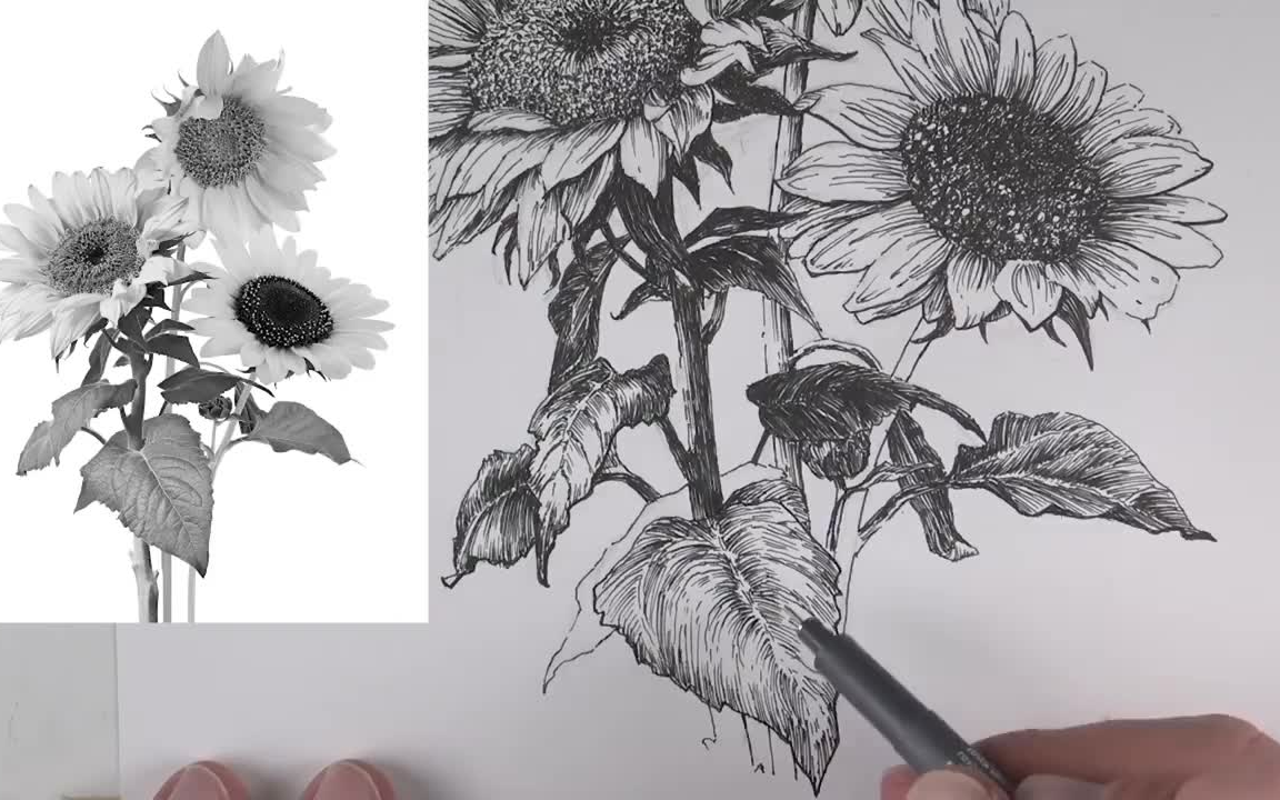 如何用针管笔画栩栩如生的向日葵