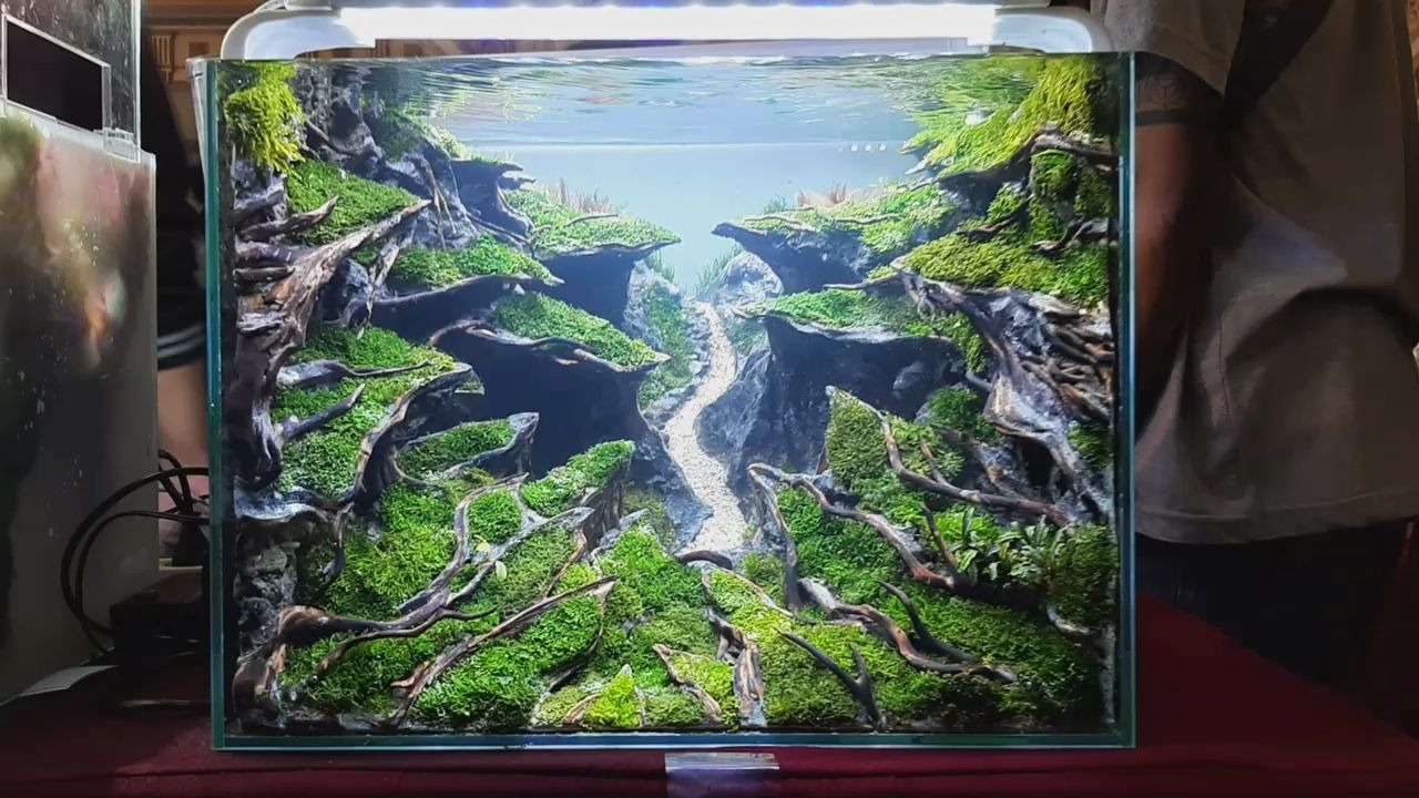 【水草生态缸】水草生态小缸造景缸集锦,一次看个够