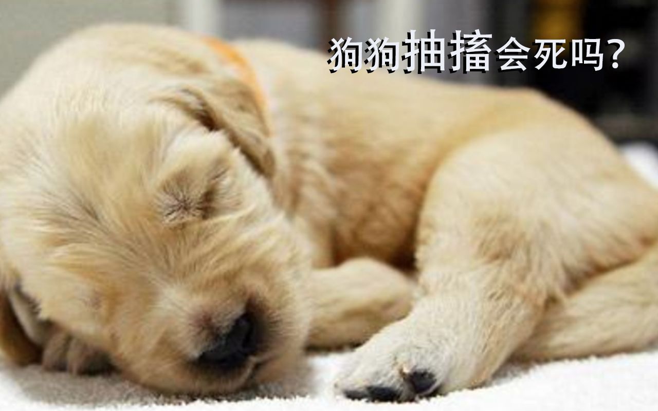 犬瘟热后遗症狗狗持续抽搐一般能活多久?