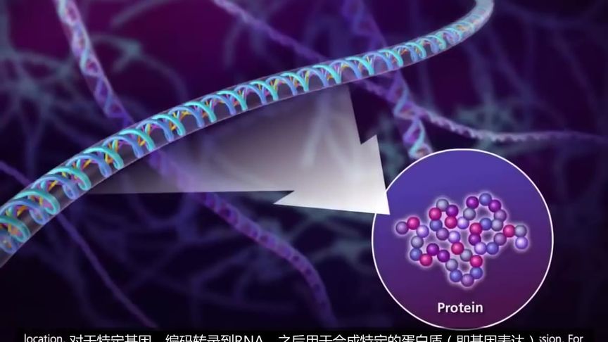 「3D演示」基因的表达(DNA transcription and translation)
