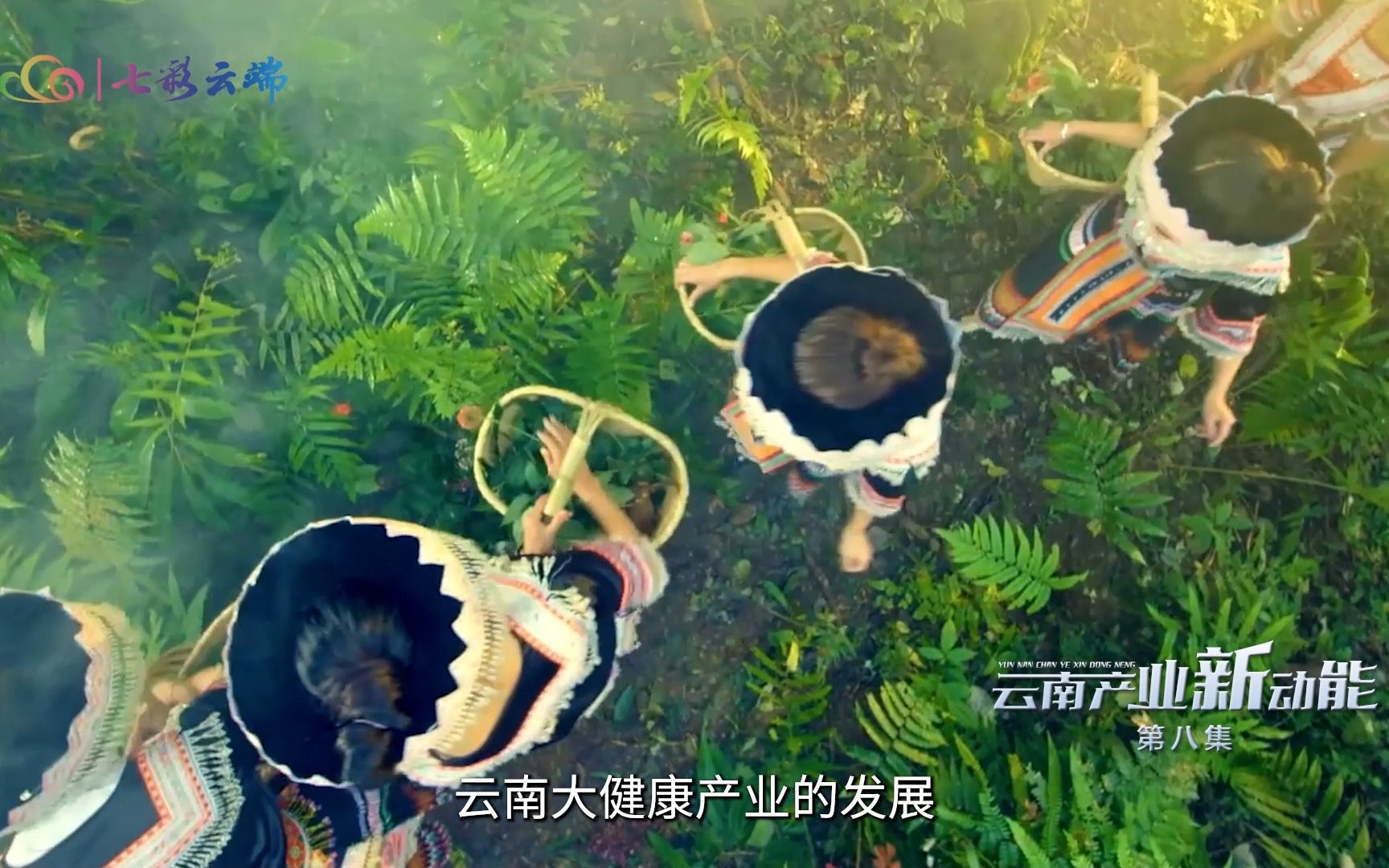 【云南产业新动能】植物赋能 健康产品助力云南经济发展