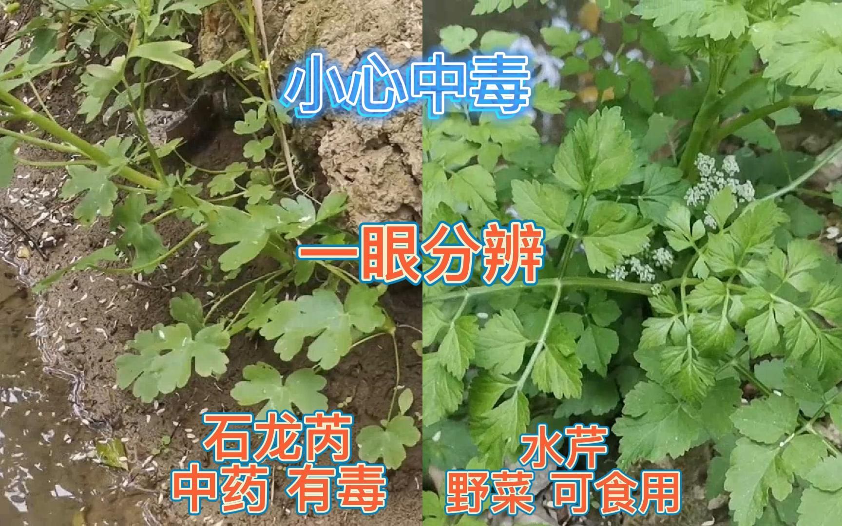 小心中毒!切勿将石龙芮当水芹菜,已有人中毒;教你一眼辨别二者
