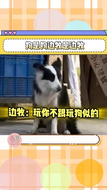 边牧是边牧狗是狗 这句话一点也没说错