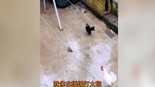 当外国朋友勇敢尝试把蜥蜴放上跑步机,结果居然发生了什么意想不到...