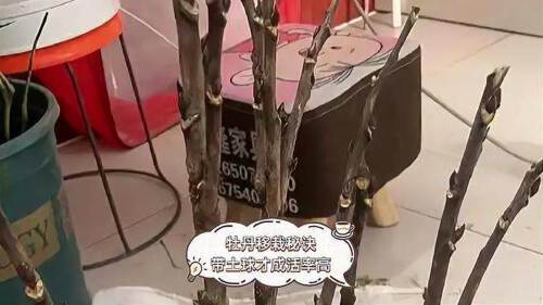 牡丹移栽必看!带土球成活率飙升90%,老花农亲授3大关键技巧