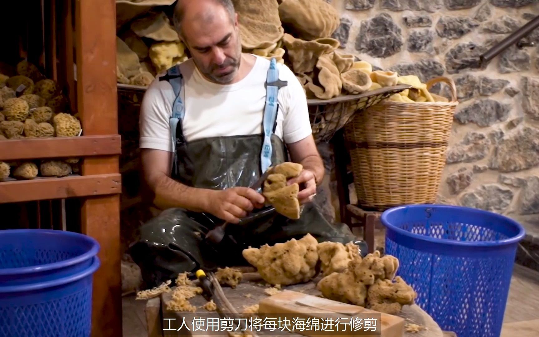海绵宝宝真的是海洋中的一种远古生物