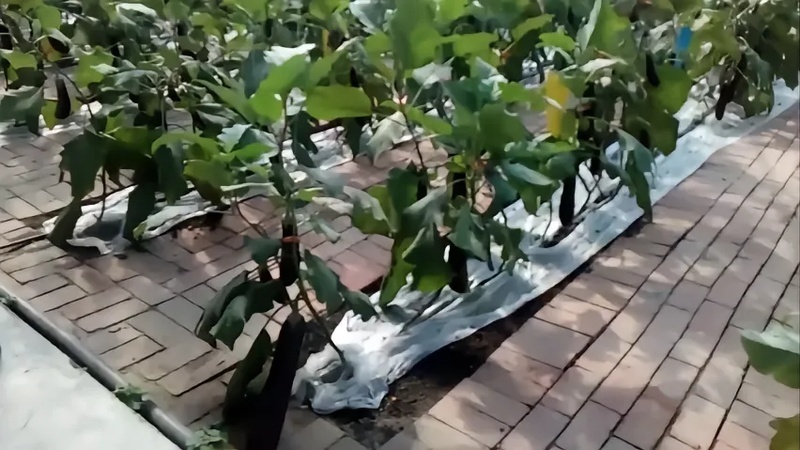 温室大棚无土栽培技术,看这长茄和辣椒,里边的植物长得真好