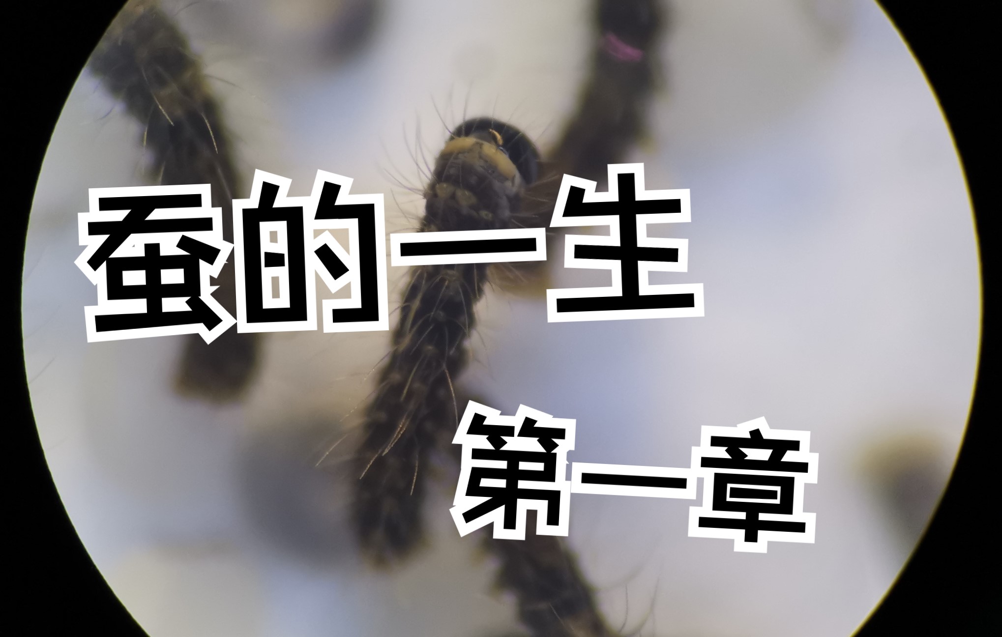 《蚕的一生》 第一章 从破壳而出到作茧自缚