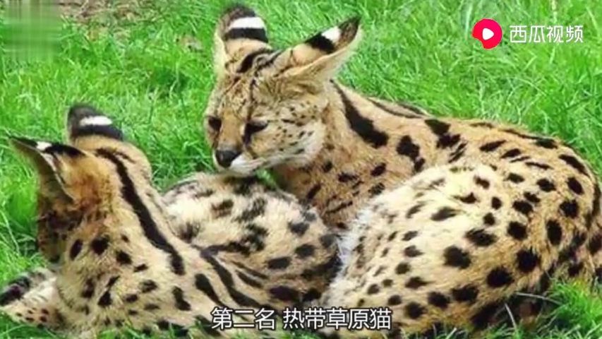 十大名贵猫咪品种,其中一种价值超60万!