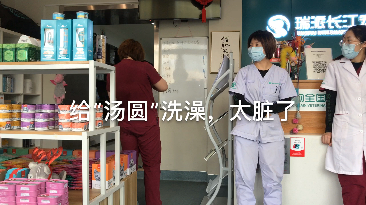 博美犬是真的不听话,还喜欢咬人,带他洗澡就听他叫