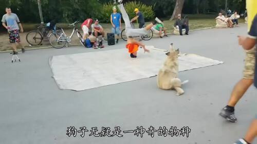 狗狗的杂技表演,真是一只神奇的宠物!