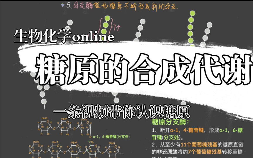 生物化学-32-糖原的合成代谢。