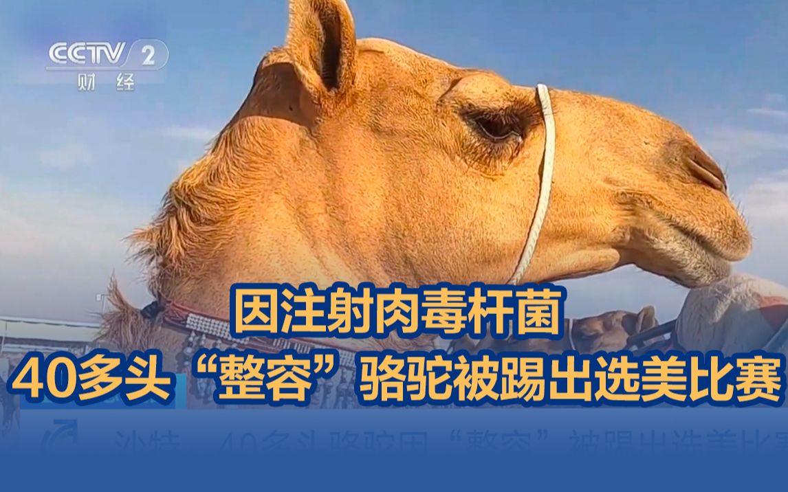 因注射肉毒杆菌,40多头“整容”骆驼被踢出选美比赛