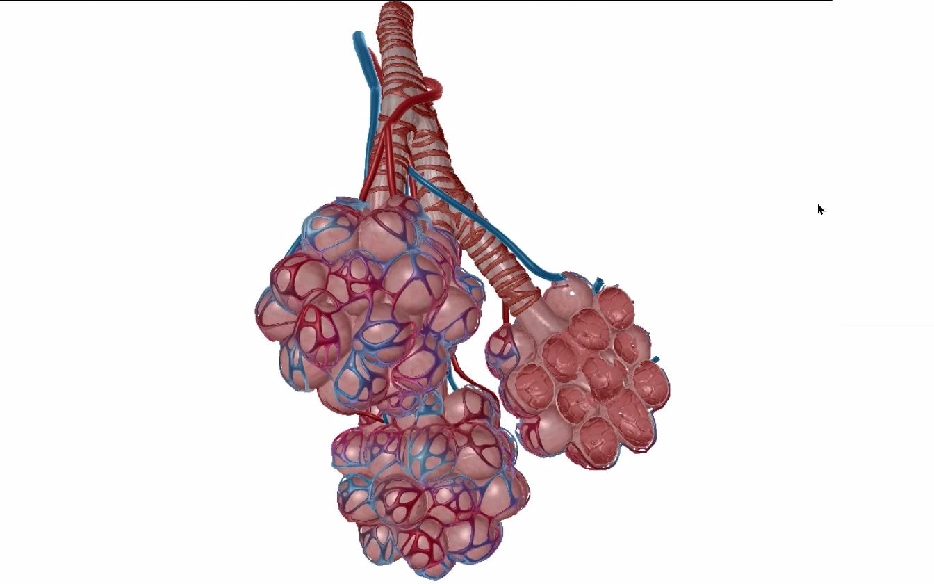 直观感受肺泡的结构
