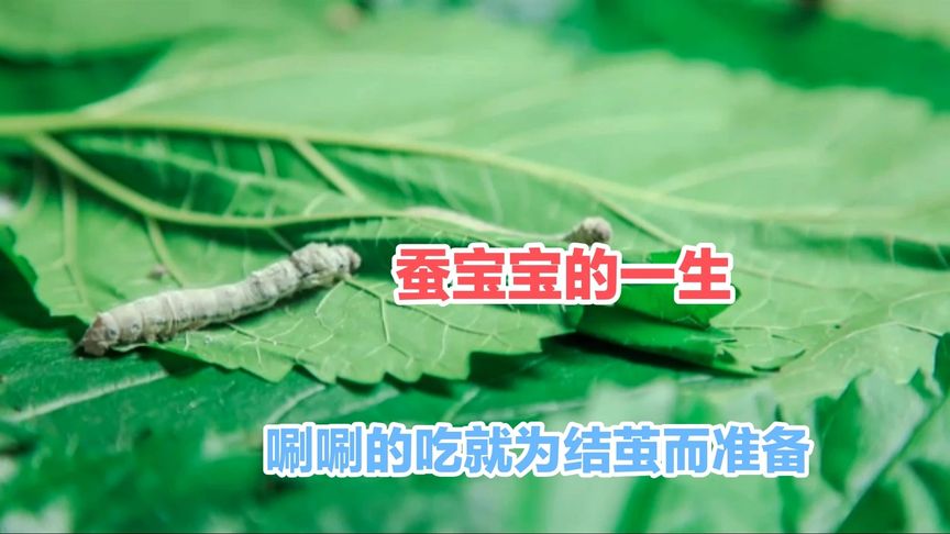蚕宝宝短暂的一生,就为结茧而准备,为丝绸业做出很大贡献