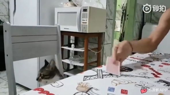 今日份皮皮虾搞笑视频及神评论合集,这猫真难杀(笑哭)