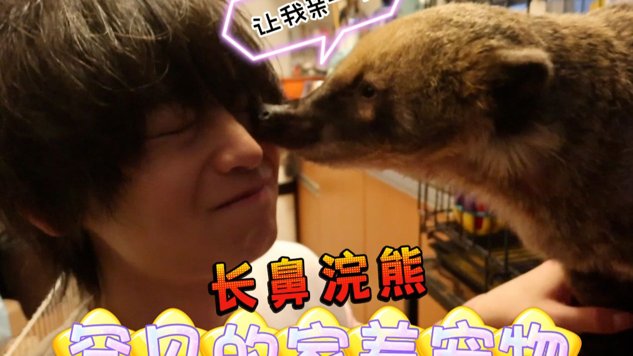 【罕见萌宠】ߔ� 世界上最会撒娇的小熊谁不想抱在怀里 | 长鼻浣熊ߦ