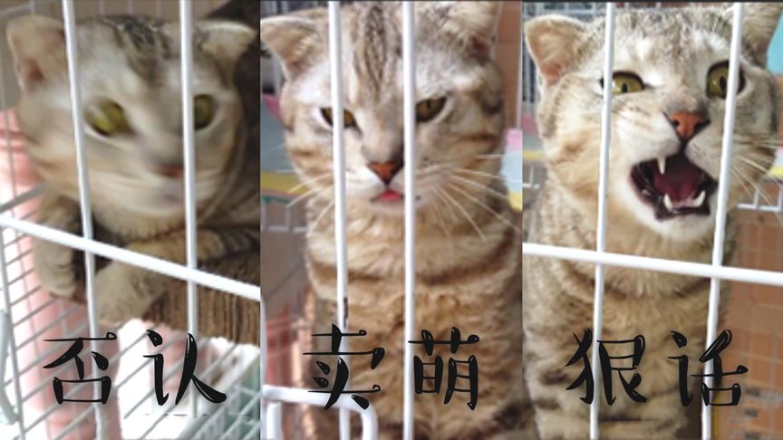 阳台上一片狼藉,罪犯十分狡猾,看猫语十级的侦探如何破案!