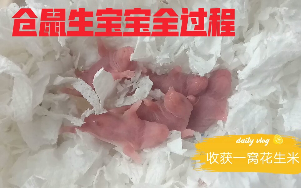 【仓鼠生宝宝全过程】金丝熊生产生崽崽了 鼠妈辛苦了!