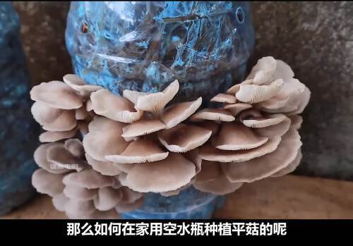 平菇是如何在家种植的蘑菇
