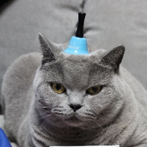 鸡鸭鹅毛换袜子 