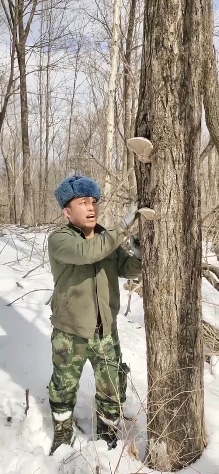 今天在森林里采山,遇到秋树桑黄,别名秋黄,它具有防癌抗癌作用,喜欢...