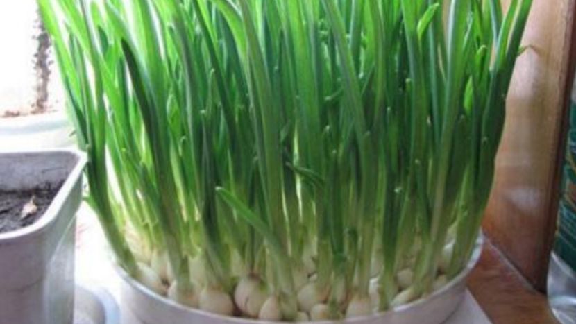 想种蒜苗没有土?教你在家水培大蒜,简单又方便,再也不用买着吃