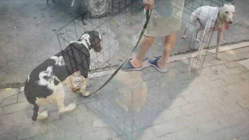 河南农村热闹狗市这么多宠物狗的品种,你能认识几个