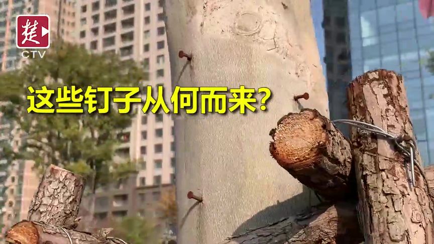 法桐树为何“长”出钉子?原是保护夹板上遗留,园林部门正在清理