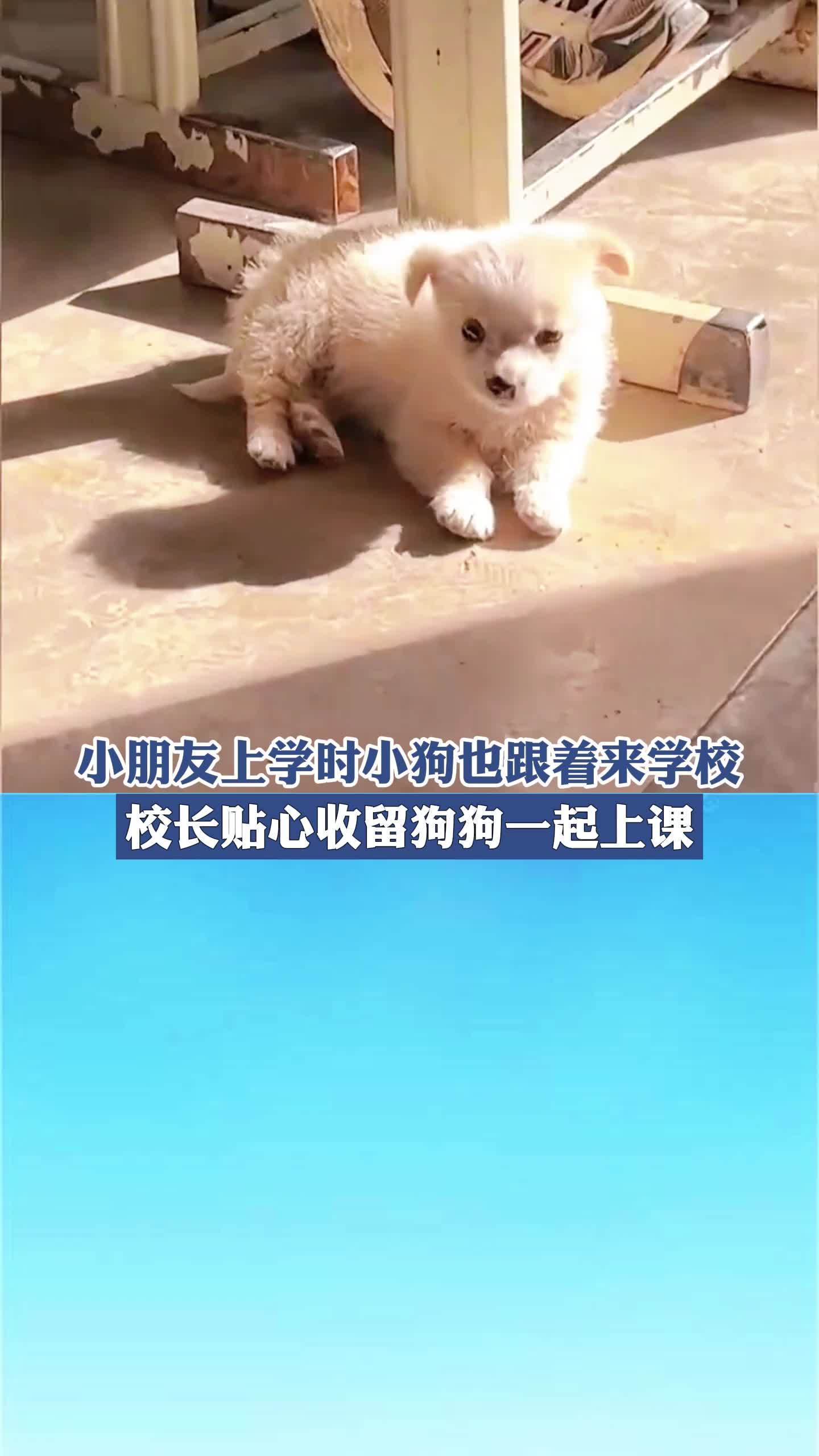 小朋友上学时小狗也跟着来学校,校长贴心收留狗狗一起上课!