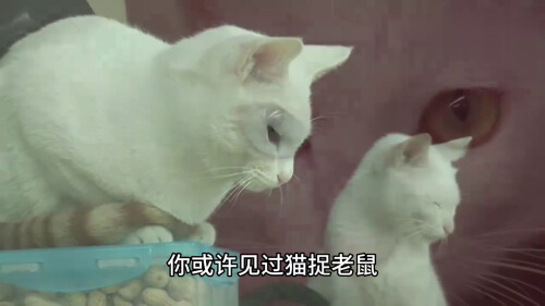 两只小猫竟然会害怕一只老鼠,真的让人大跌眼镜