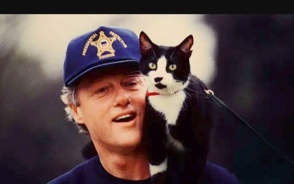 猫咪界的王者 住在白宫的猫 从流浪猫逆转到总统的宠物