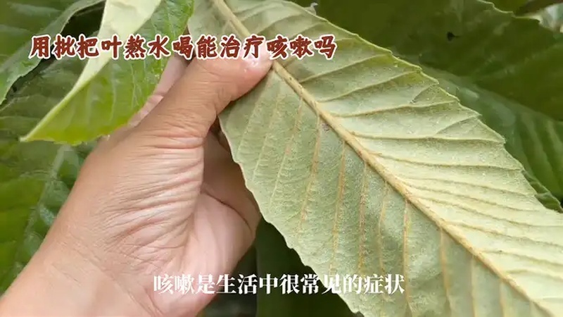 枇杷叶熬水喝可缓解咳嗽,探究其功效与作用