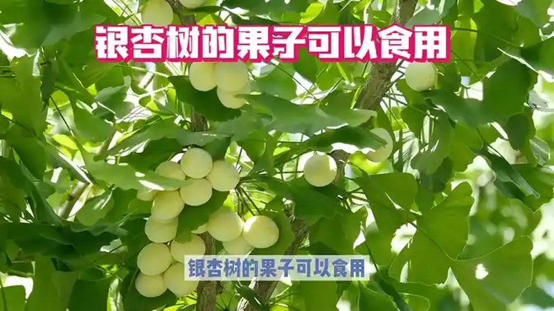 银杏树的果子可以食用,但要适量!今天我们来详细了解一下