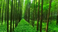央视新闻联播 2022 最高法进一步规范森林资源民事纠纷案件审理